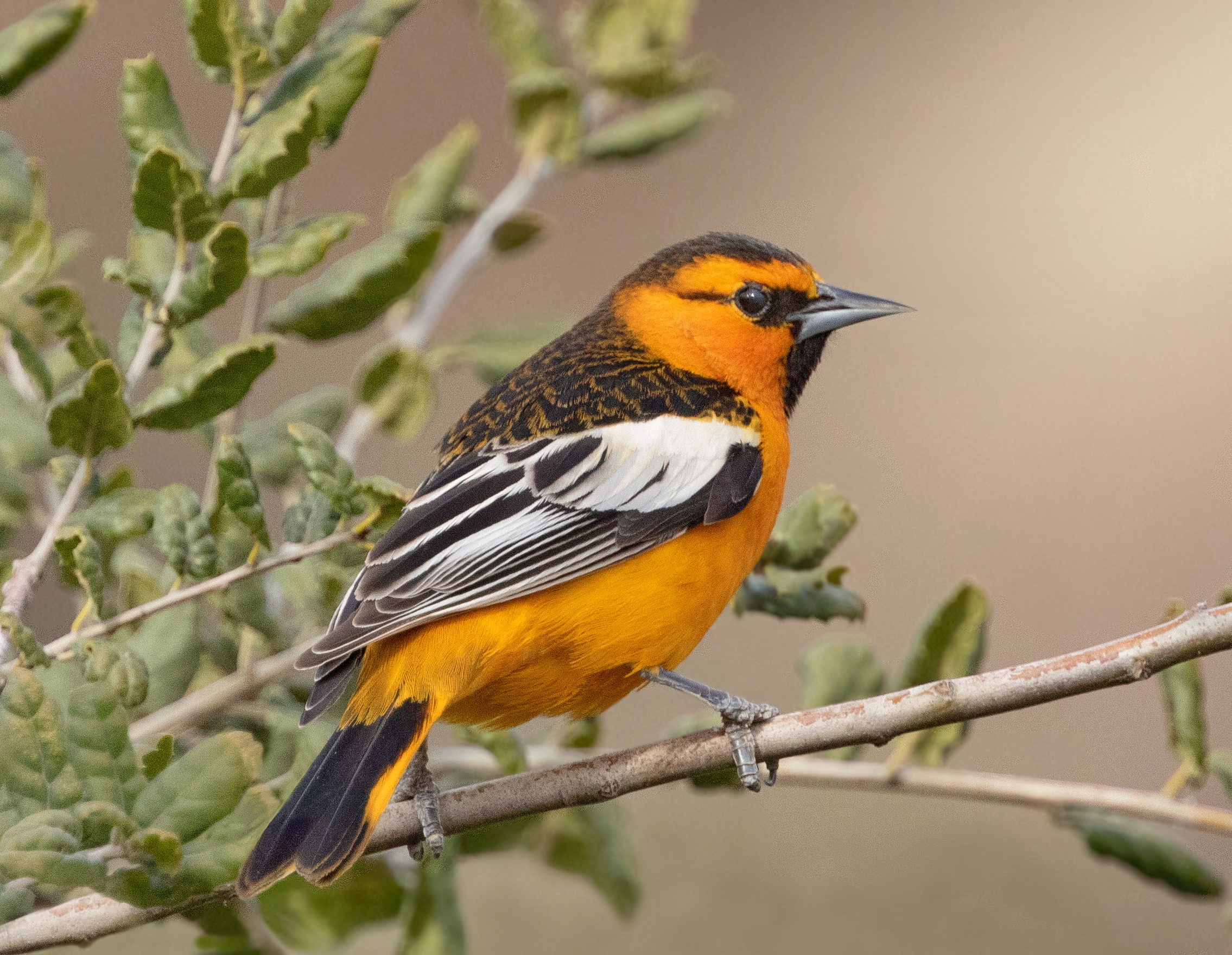 Bullock's Oriole