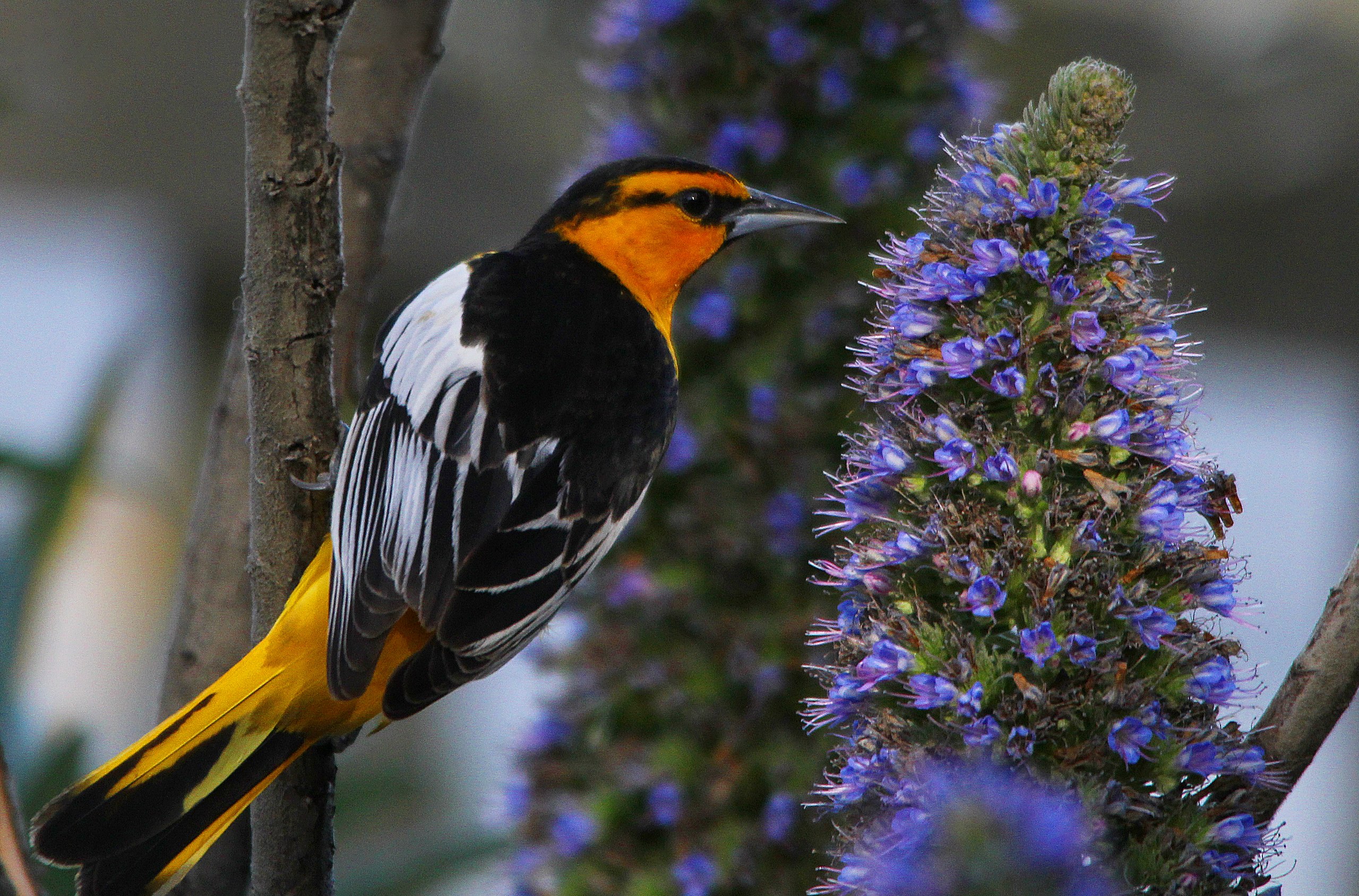 Bullock's Oriole