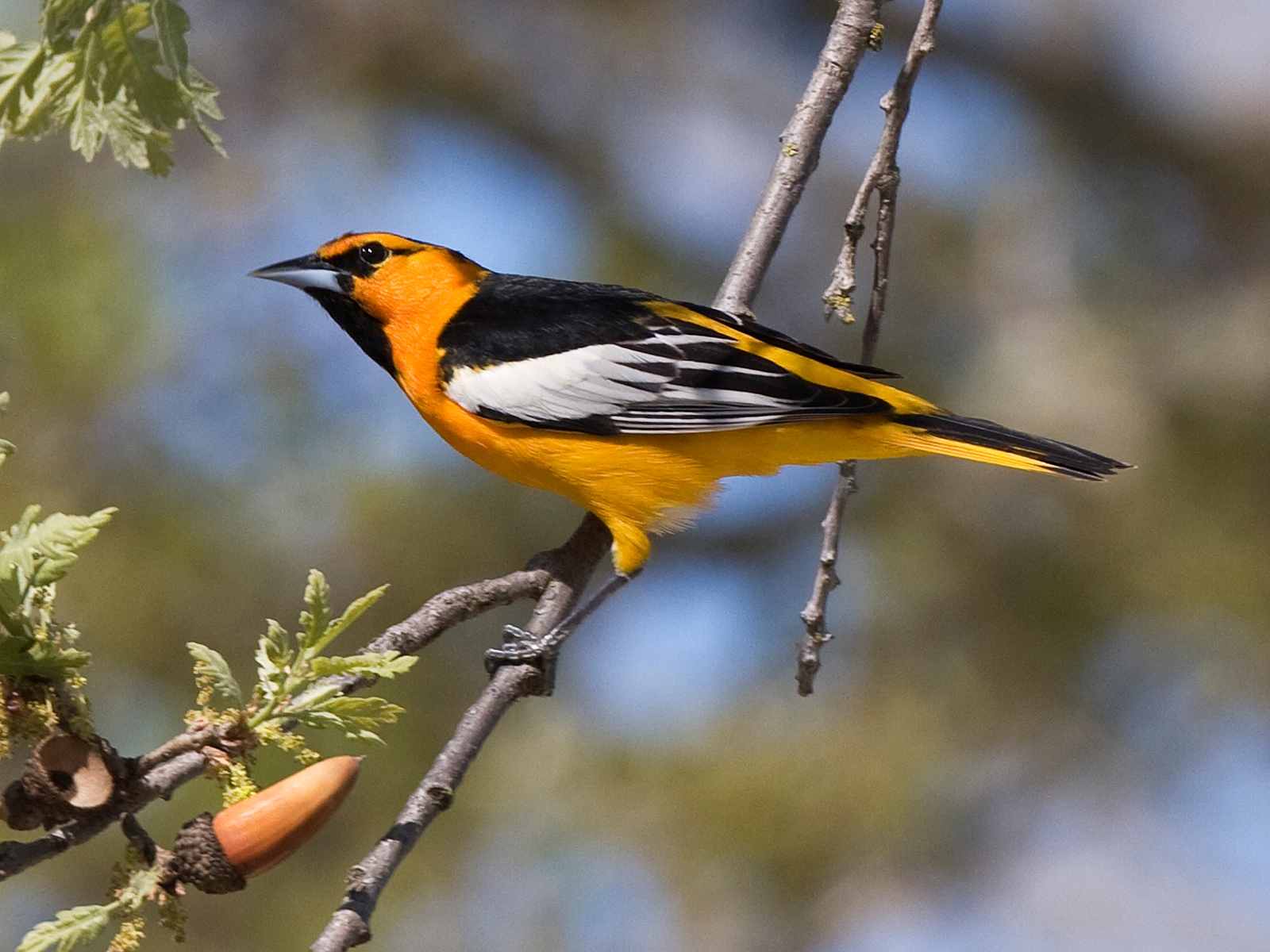 Bullock S Oriole