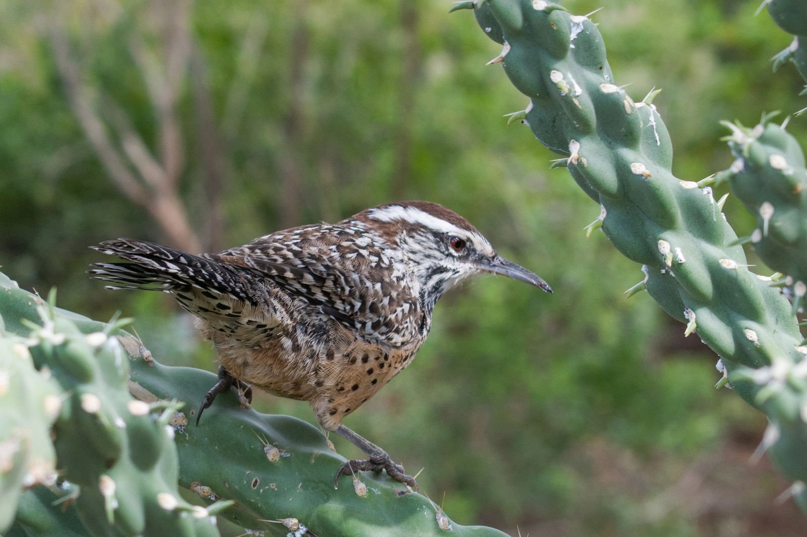 Cactus Wren