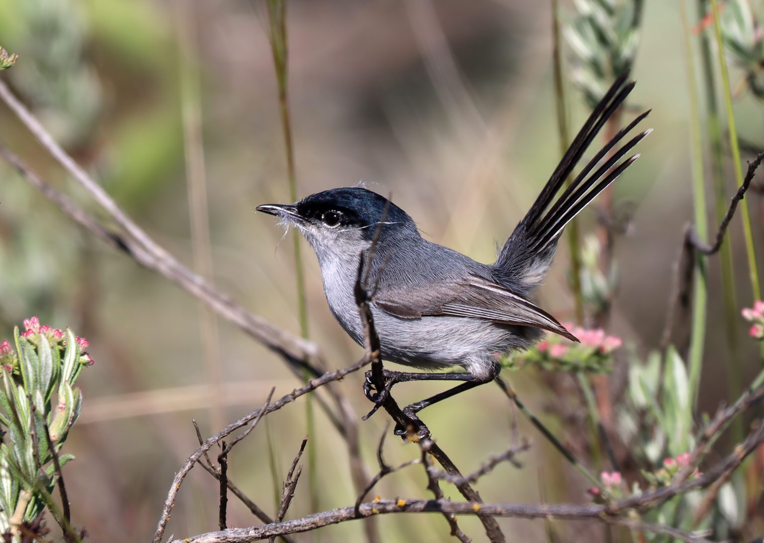 California Gnatcatcher