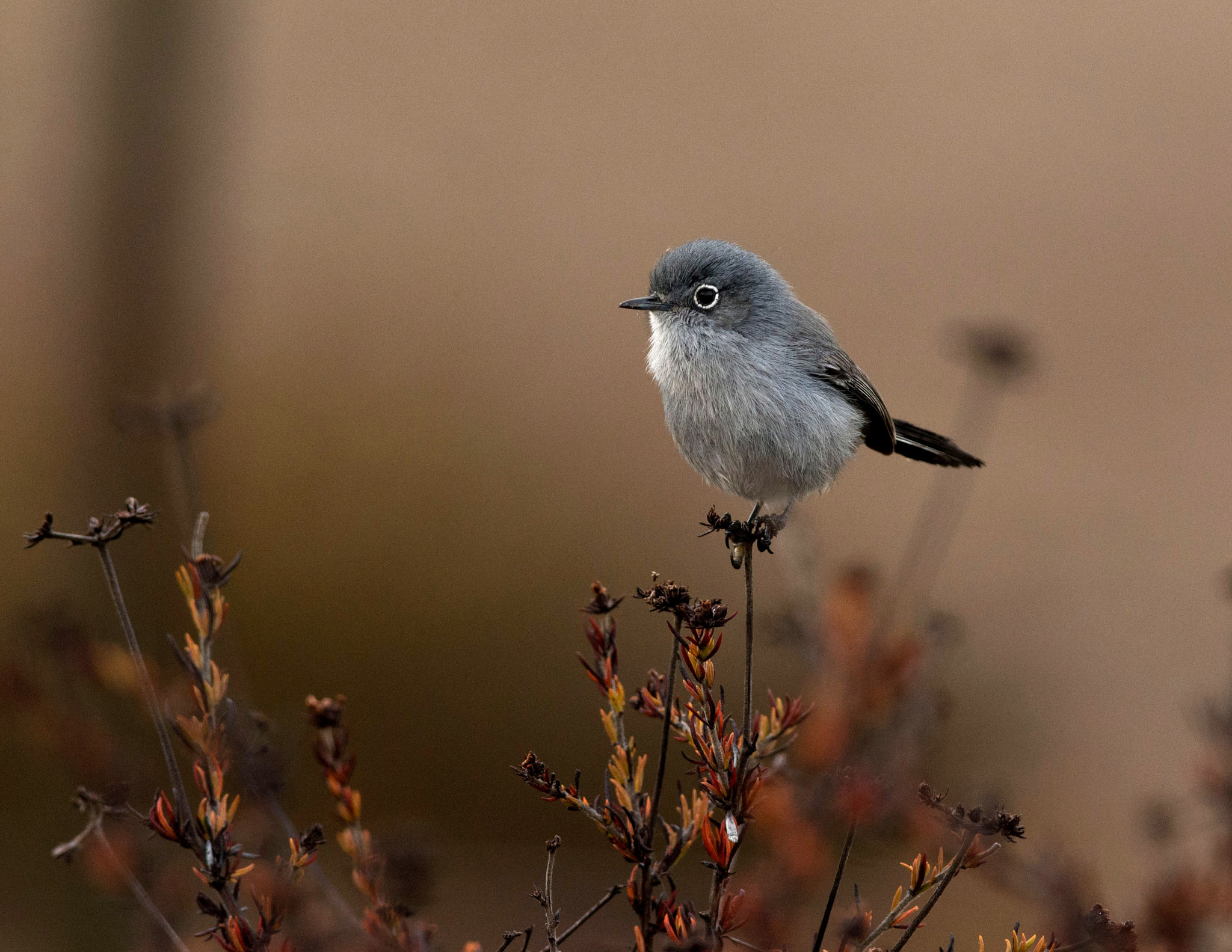 California Gnatcatcher