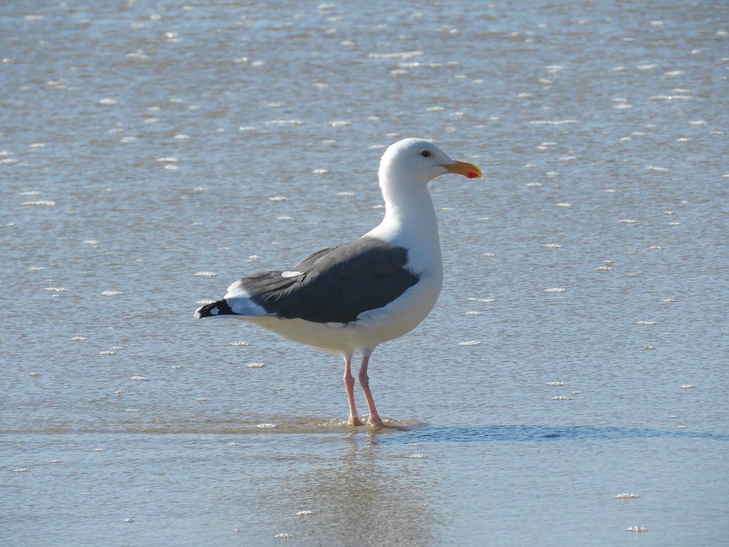California Gull