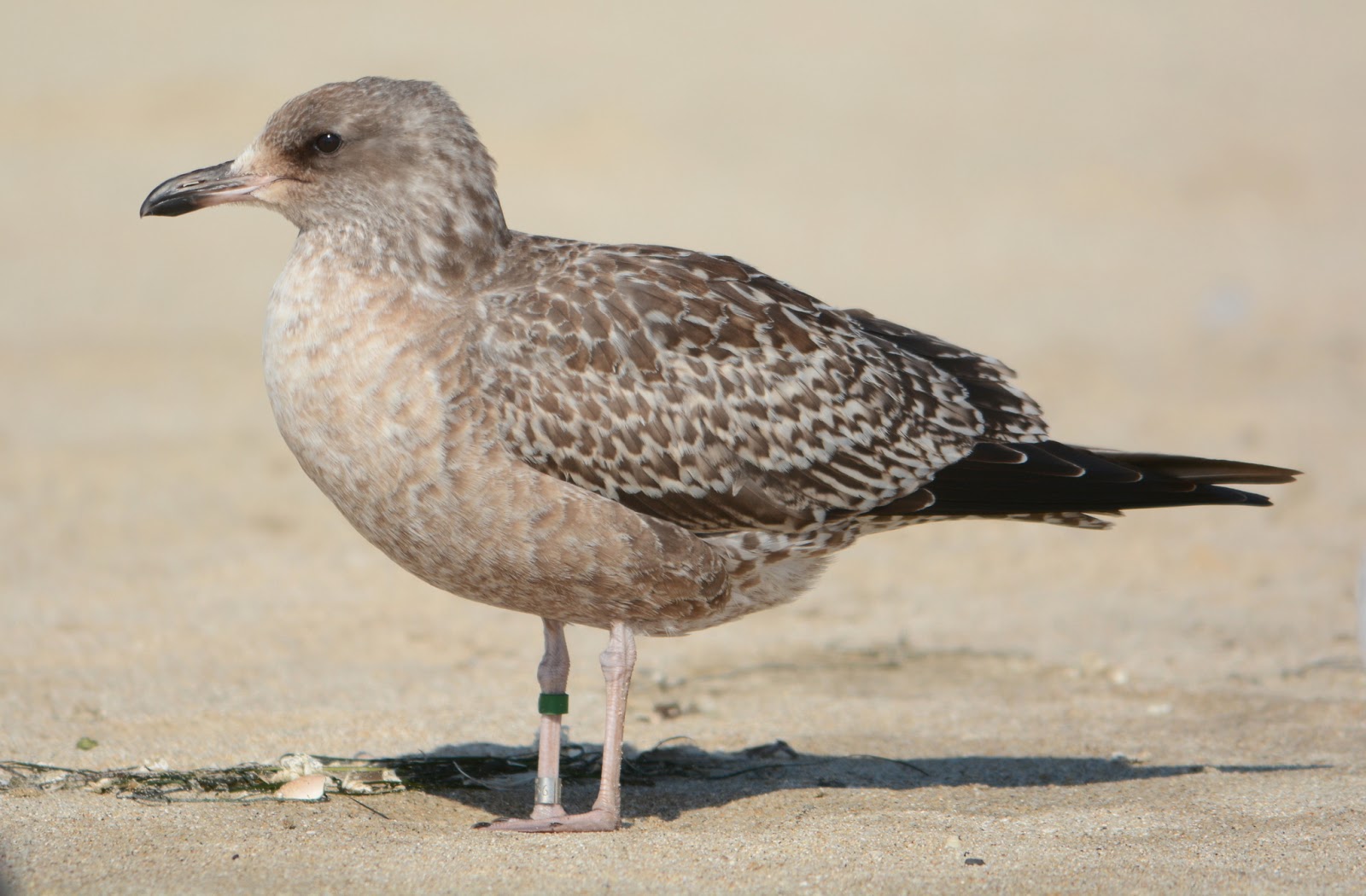 California Gull