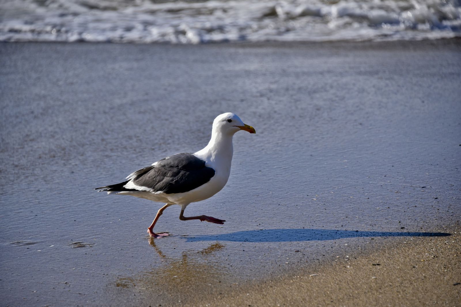 California Gull