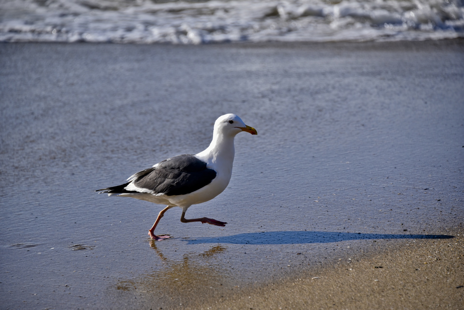 California Gull