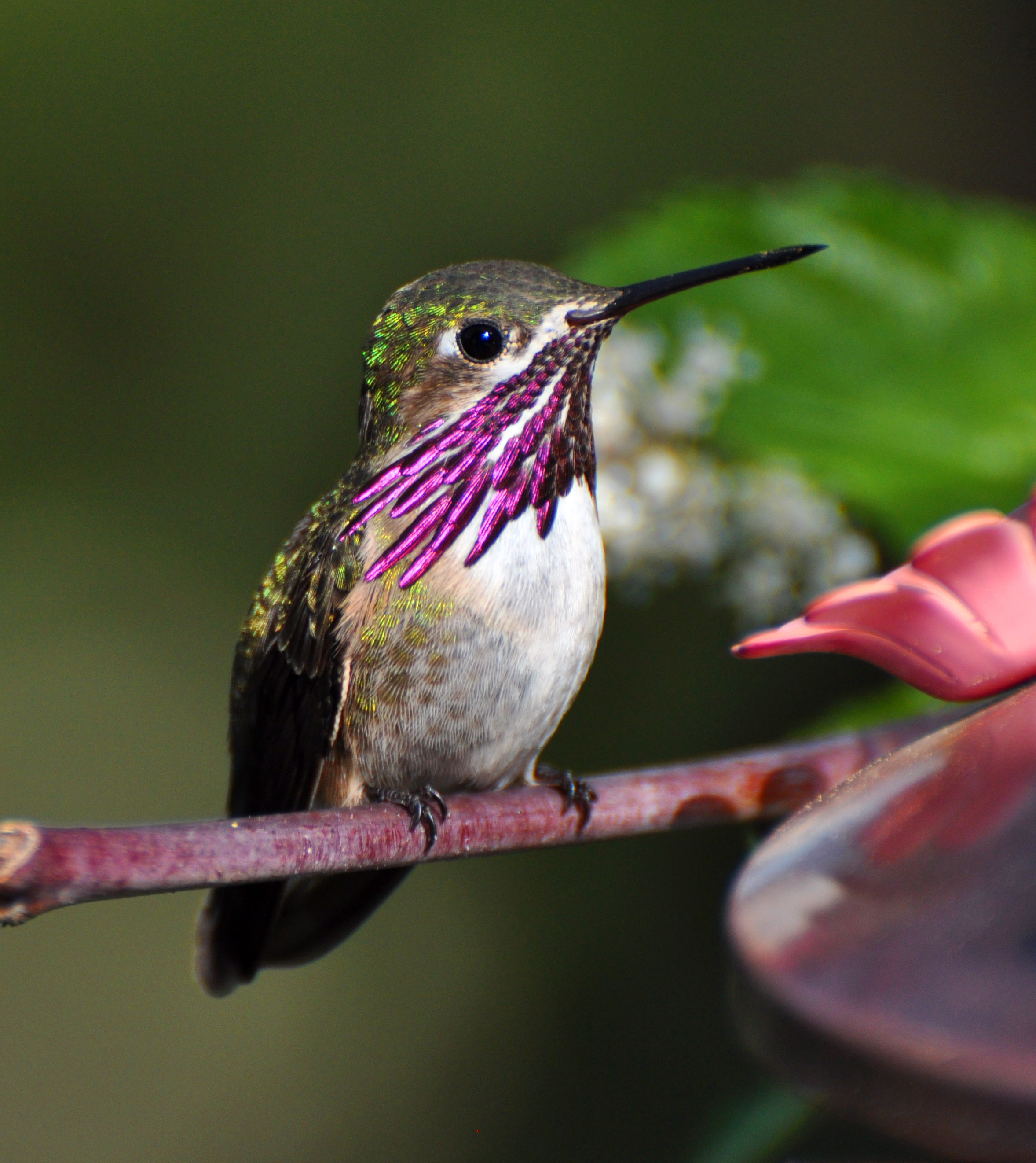 Calliope Hummingbird