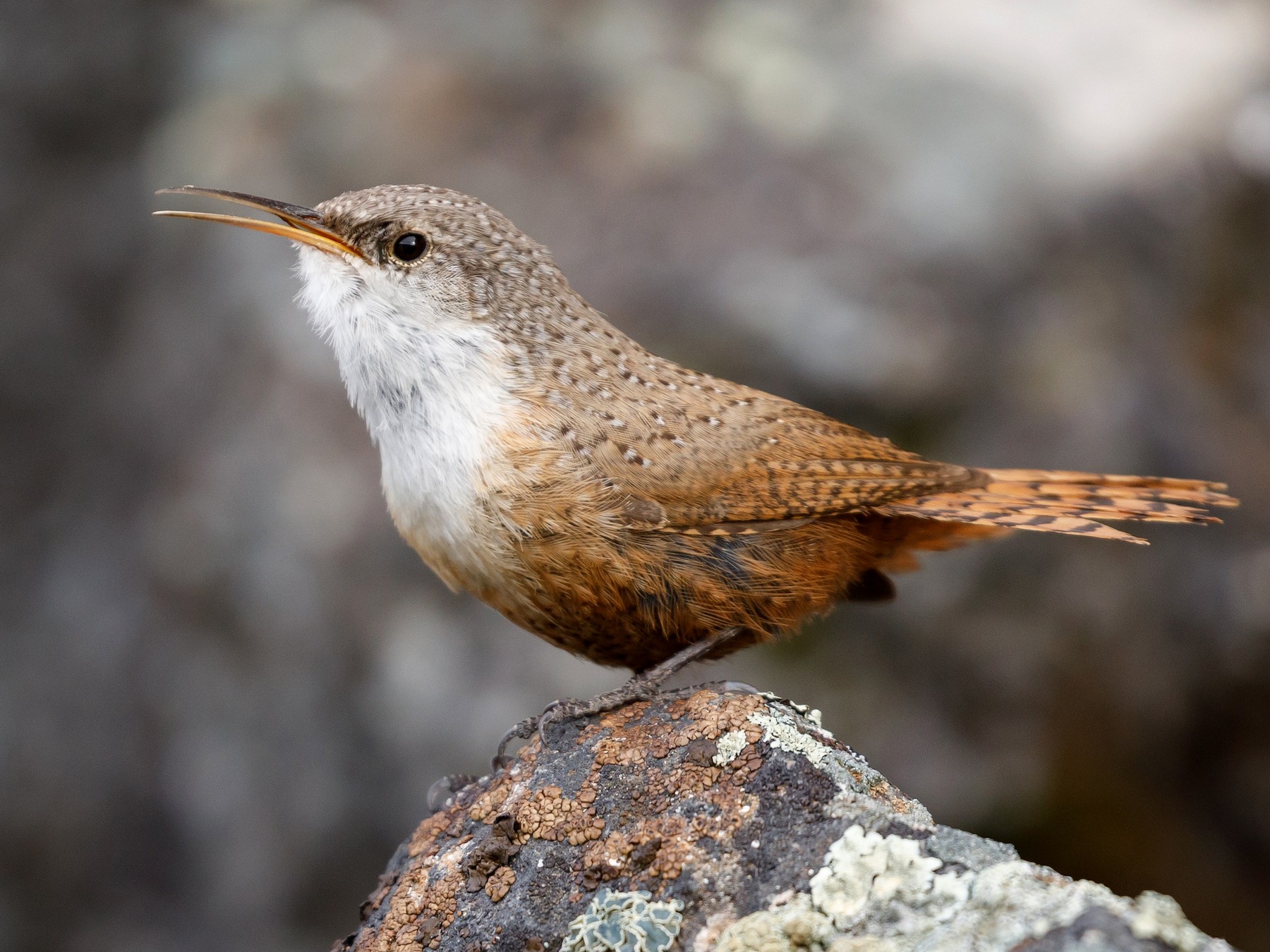 Canyon Wren