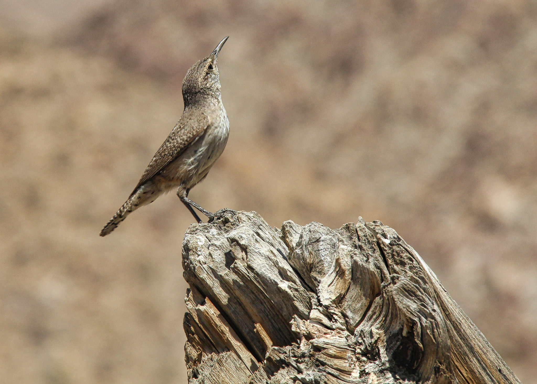 Canyon Wren