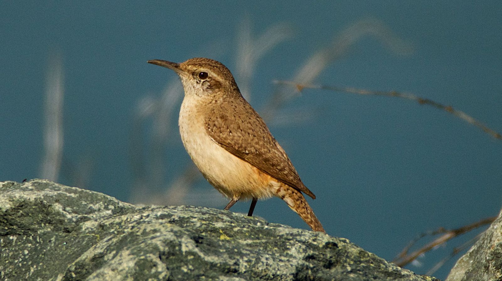 Canyon Wren