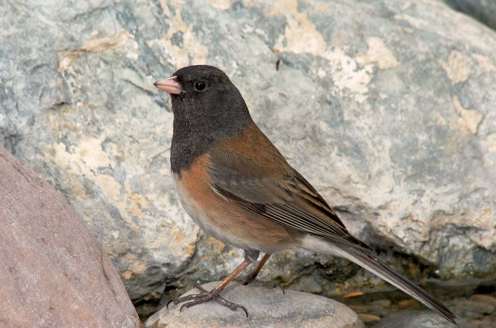 Popular Birds of Oregon