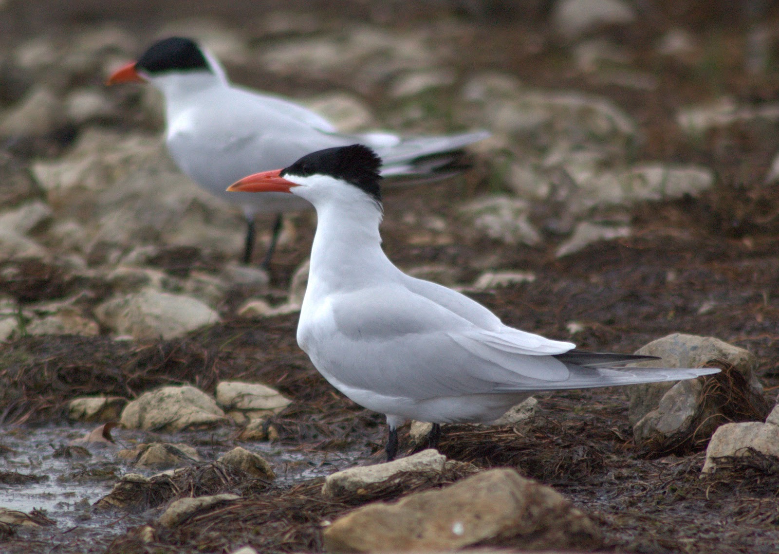 Caspian Tern
