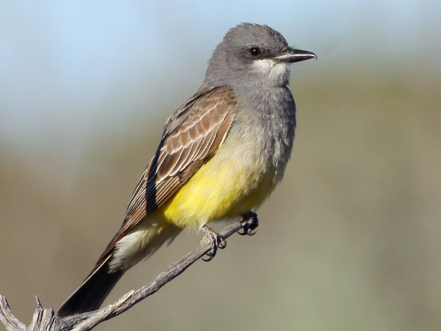 Cassin's Kingbird