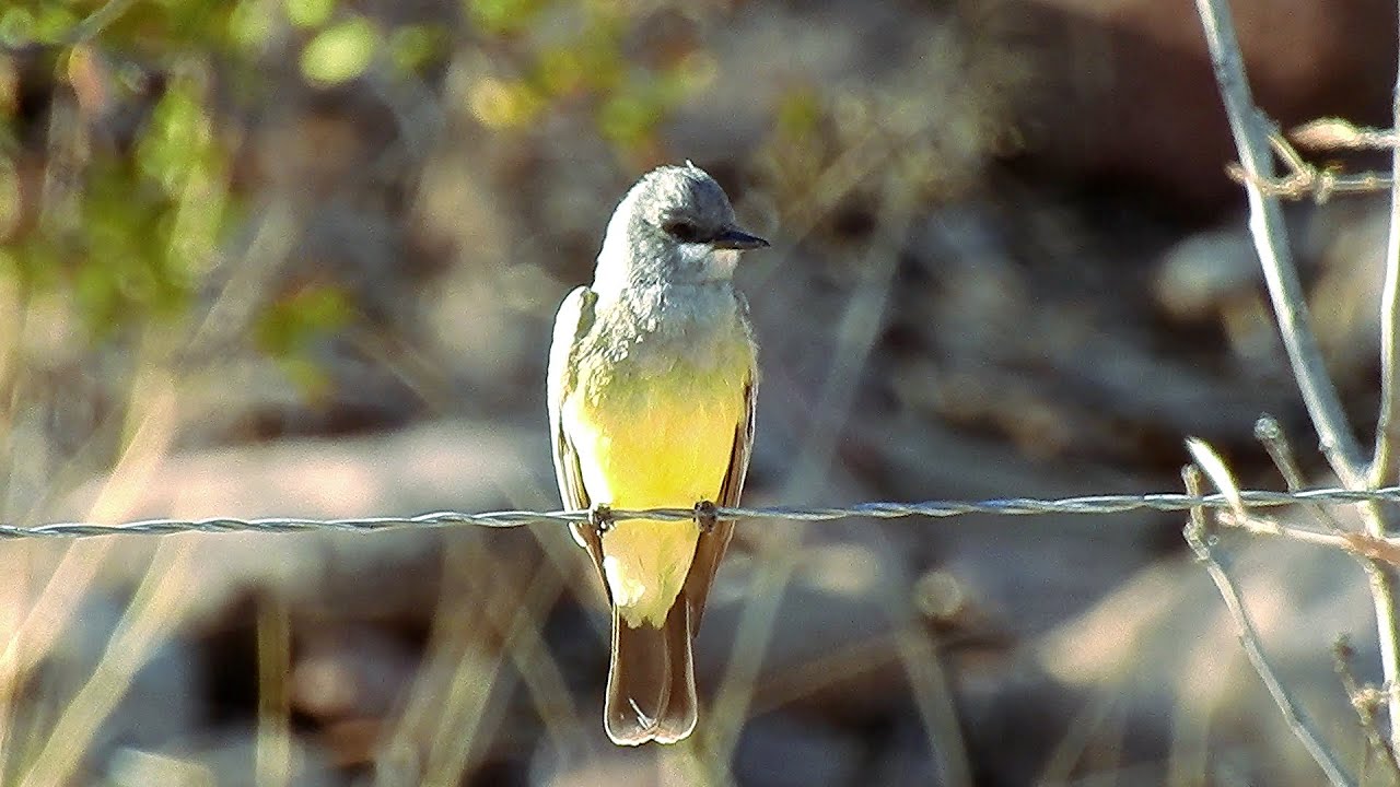 Cassin's Kingbird