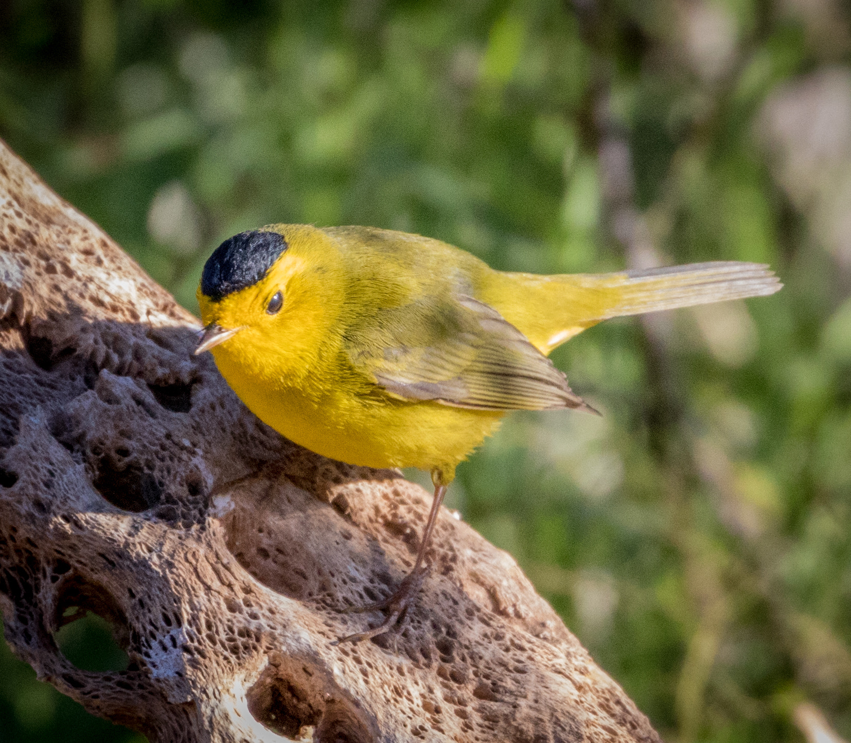 Wilson's Warbler
