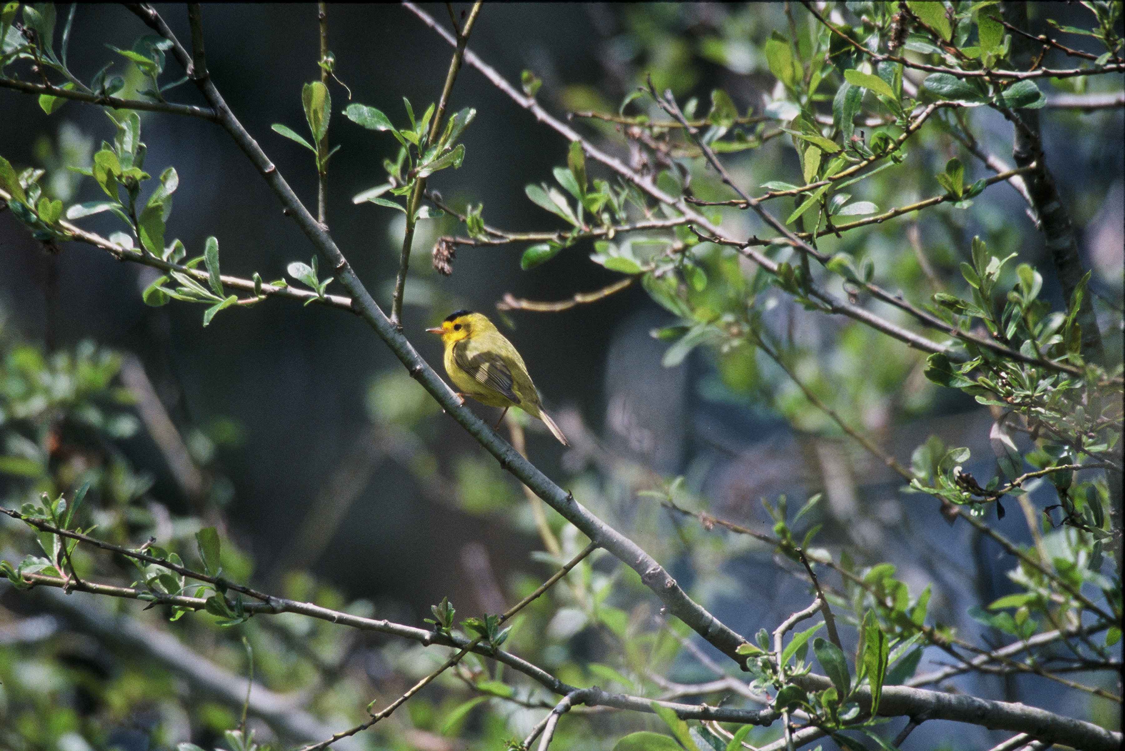 Wilson's Warbler