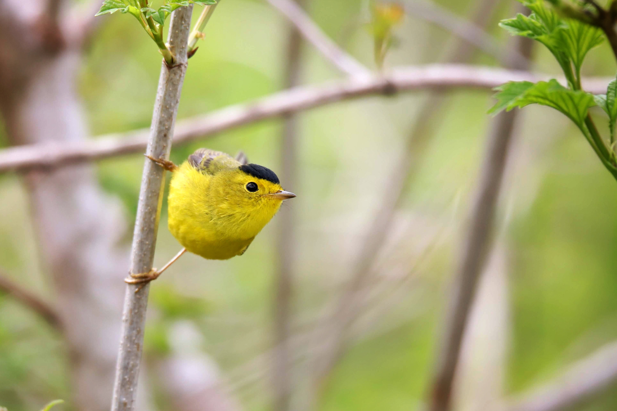 Wilson's Warbler