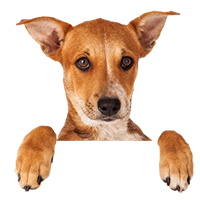 Affordable Femoral Head Osteotomy (FHO) in Cape Canaveral, FL