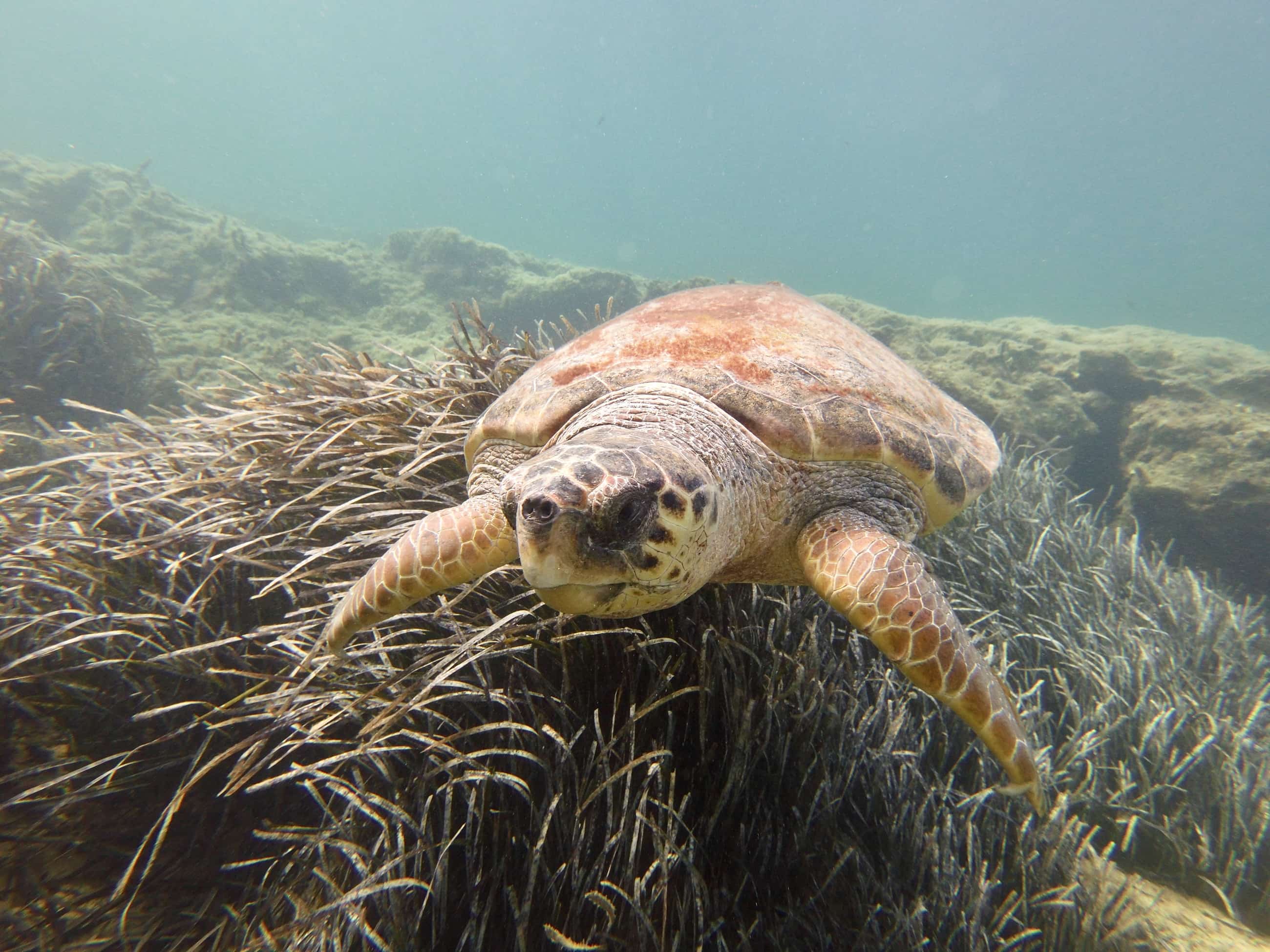 Scuba Diving in Paphos - Kalliopi Dive College