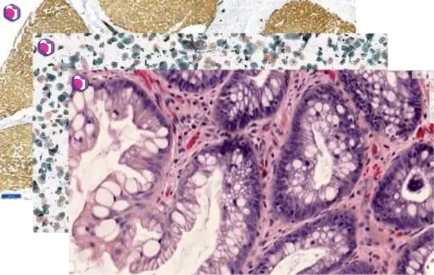 Morphle Digital Pathology | Whole Slide Image Scanner
