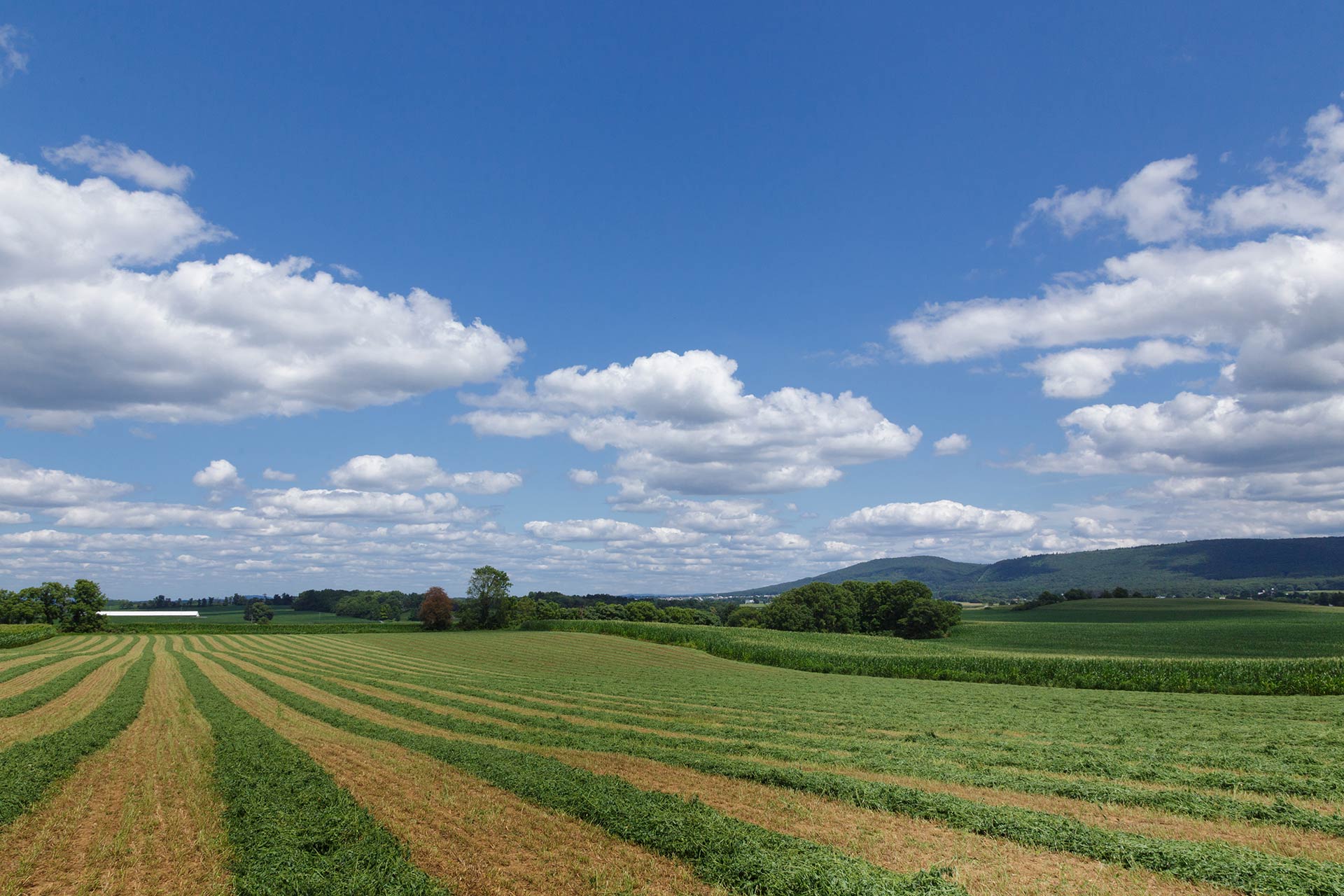 Manuka Haylage | Quality Horse Feed - Quirindi, NSW