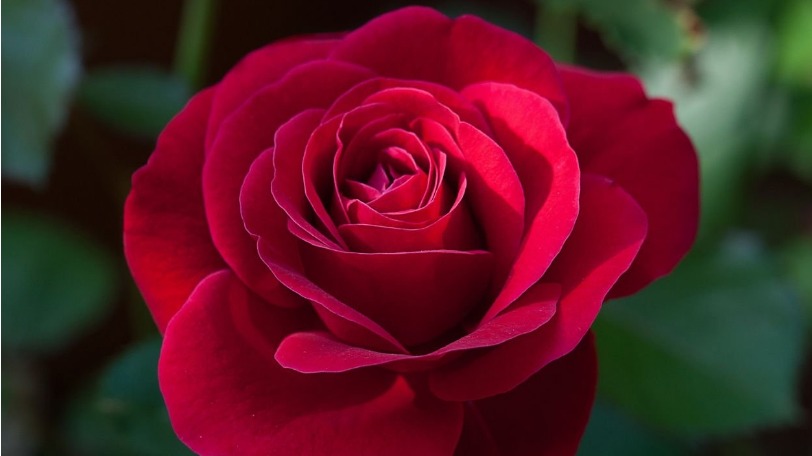 The Venus Rose and your Healing Heart