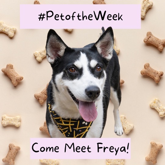 Pet of the Week: Freya