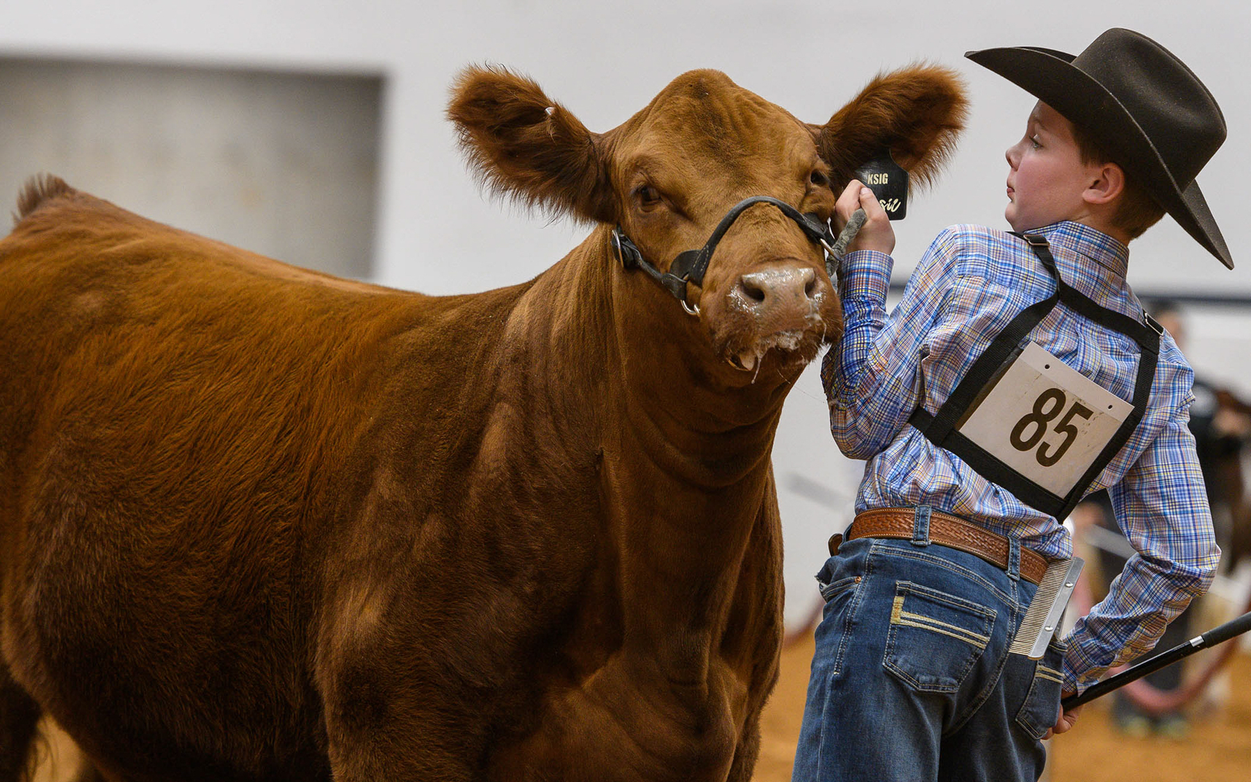 Stock Show sets record attendance