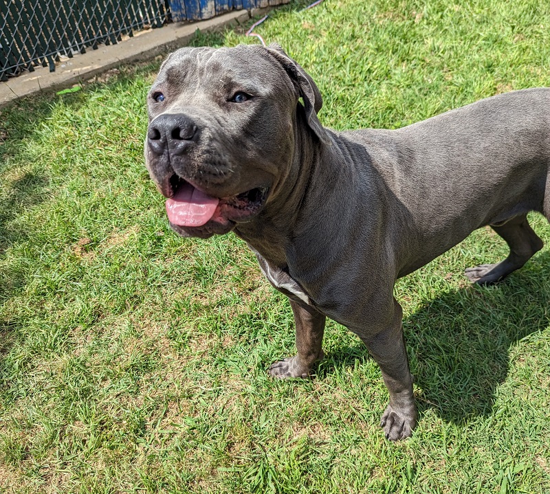 Pet of the Week: Zulu