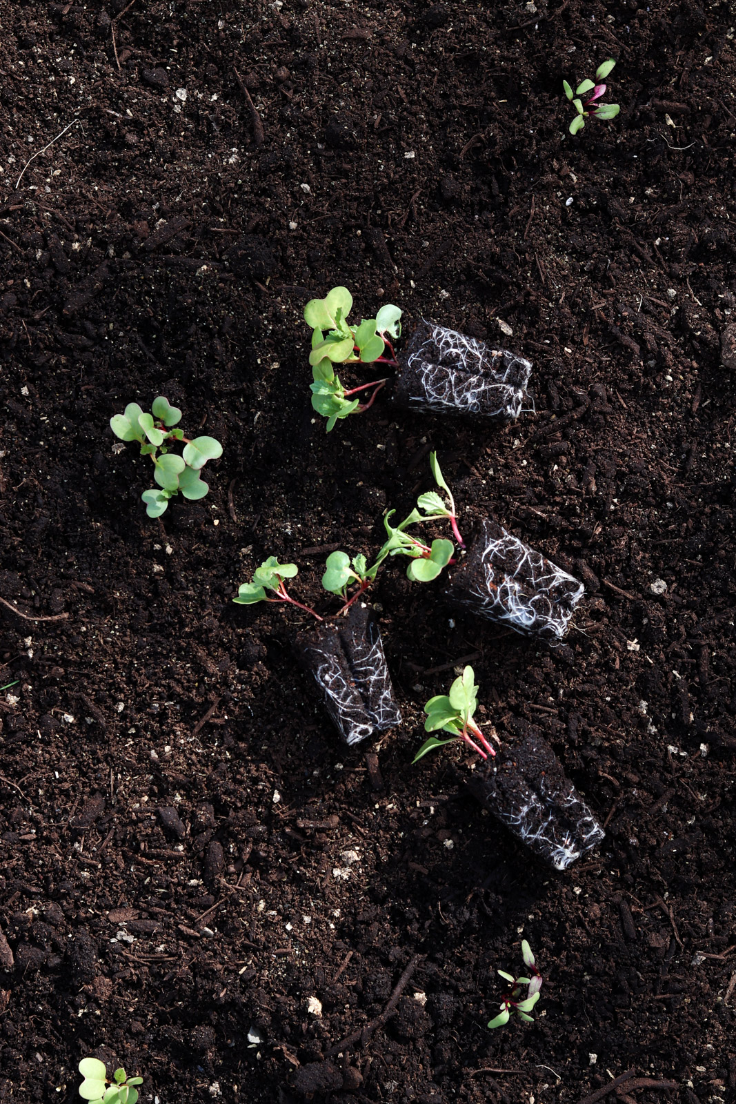 Starting Vegetable Seeds Indoors: Why, What you Need and How | The ...