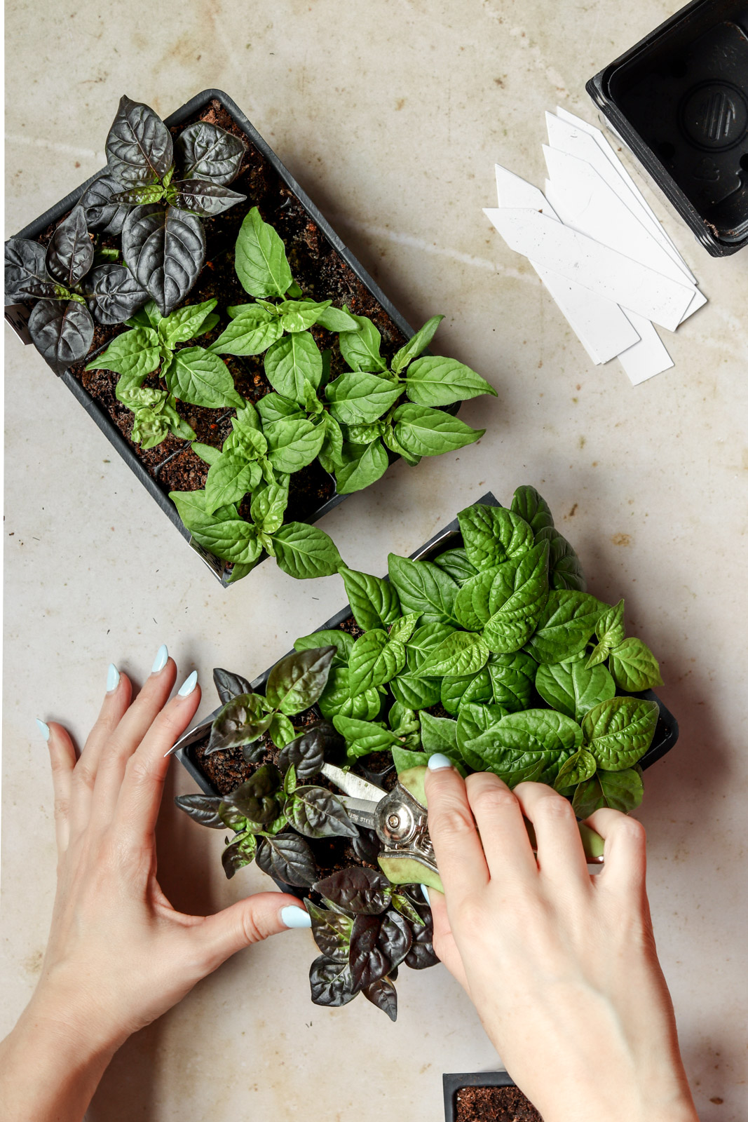 Starting Vegetable Seeds Indoors: Why, What you Need and How | The ...