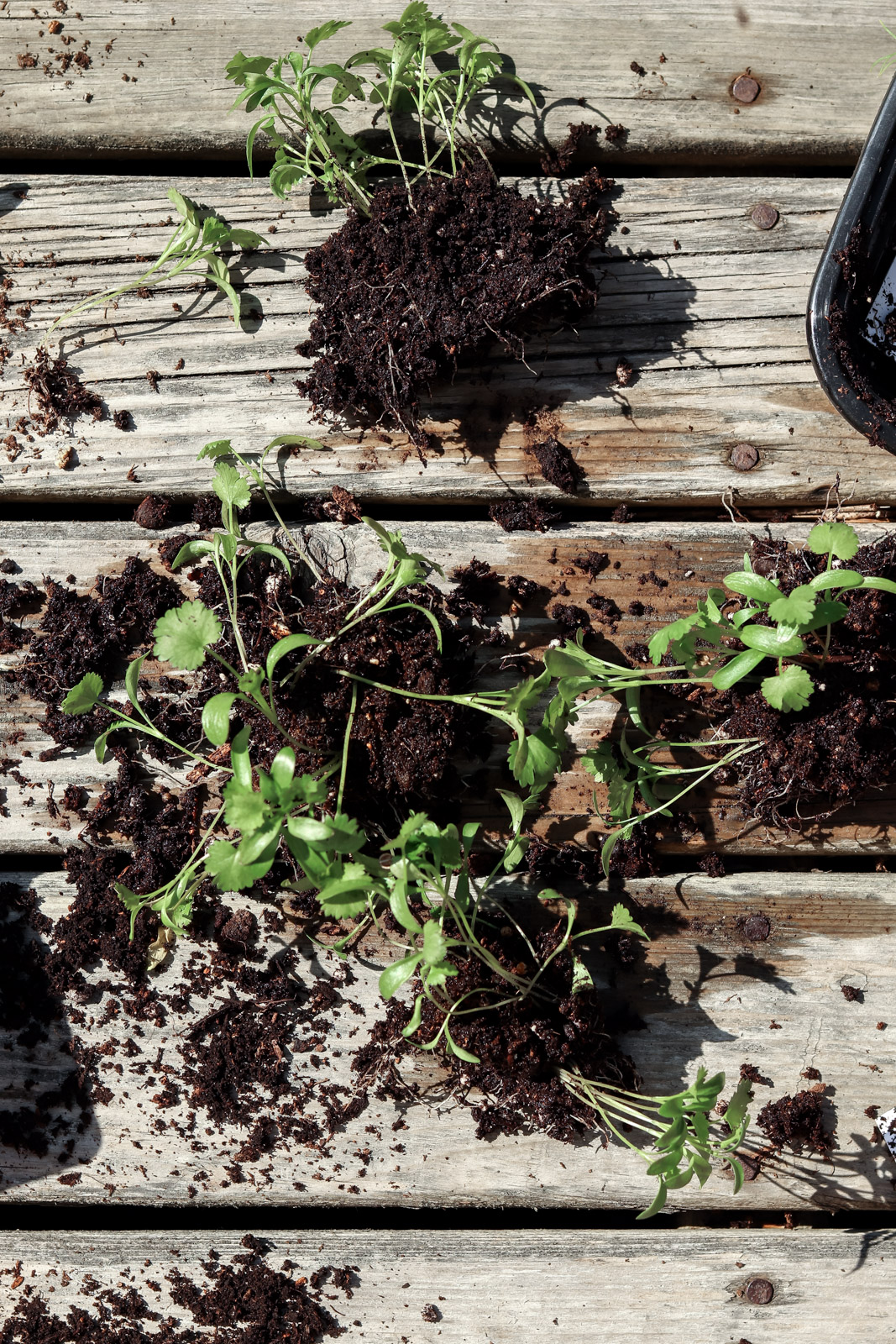 Starting Vegetable Seeds Indoors: Why, What you Need and How | The ...