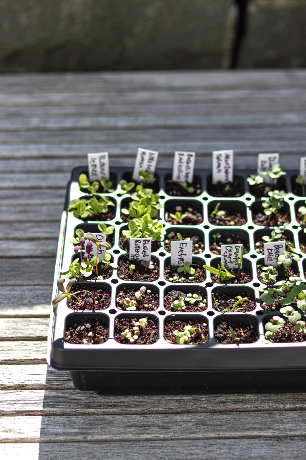 Starting Vegetable Seeds Indoors: Why, What you Need and How | The ...