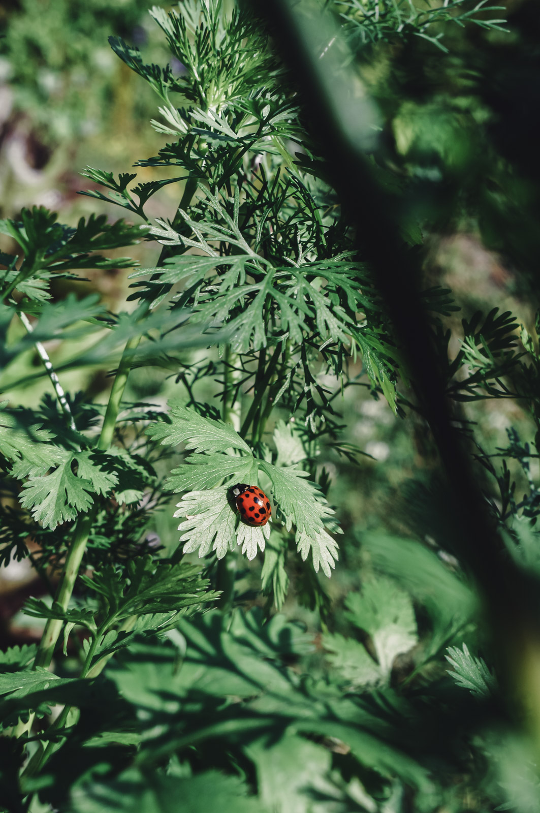 Five Essential Lessons of Five Years of Vegetable Gardening | The Maker ...