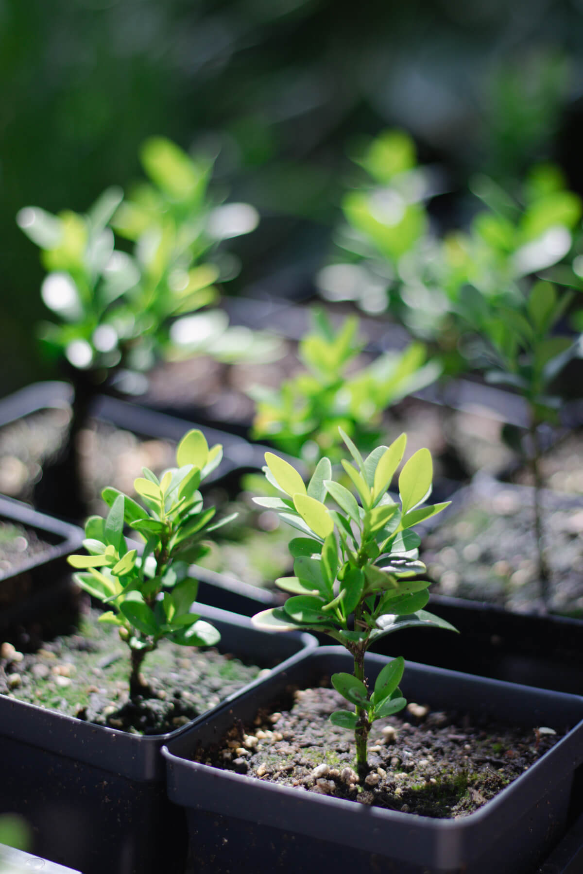 Propagating Boxwood from Cuttings | The Maker Makes