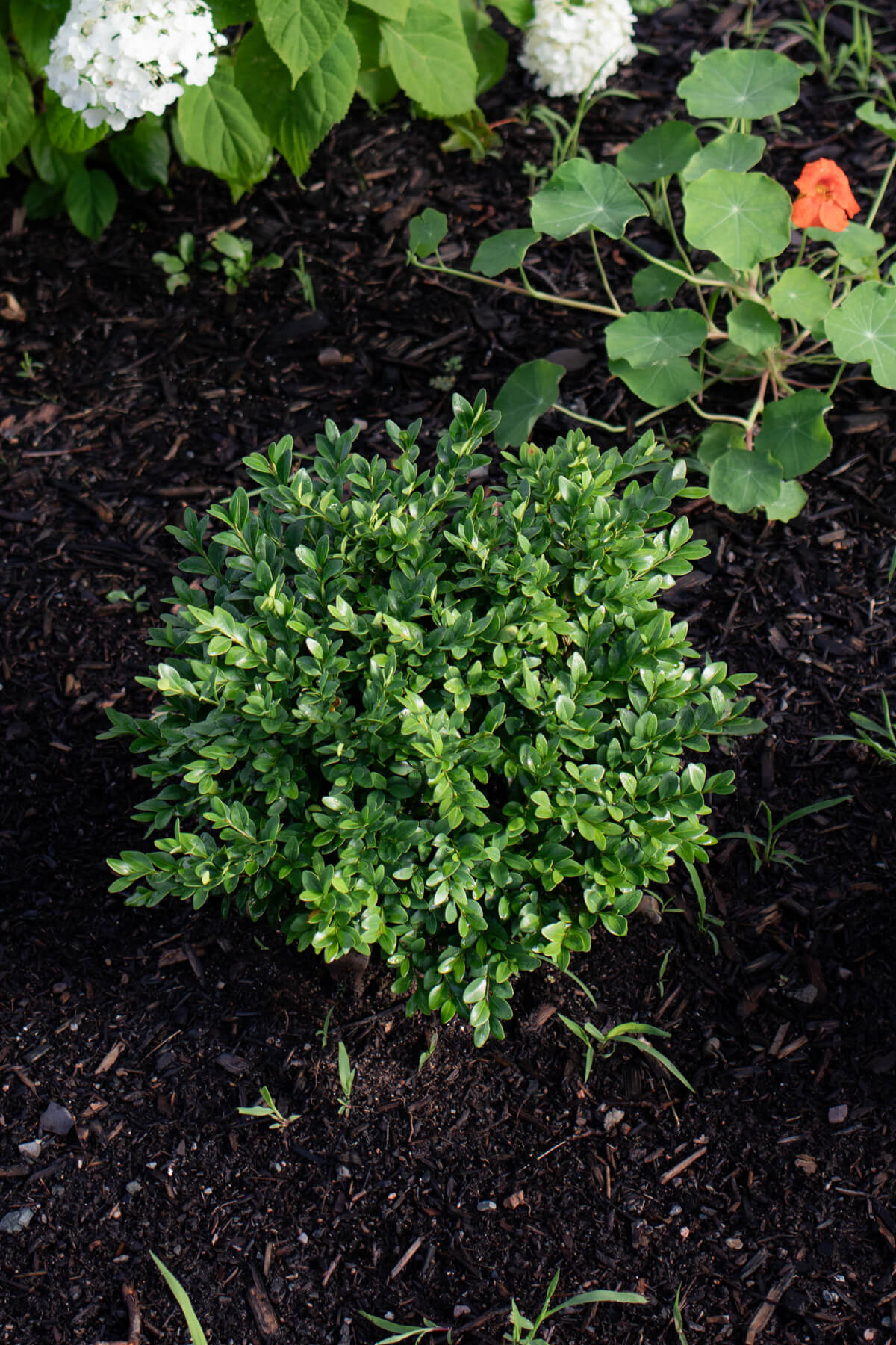Propagating Boxwood from Cuttings | The Maker Makes
