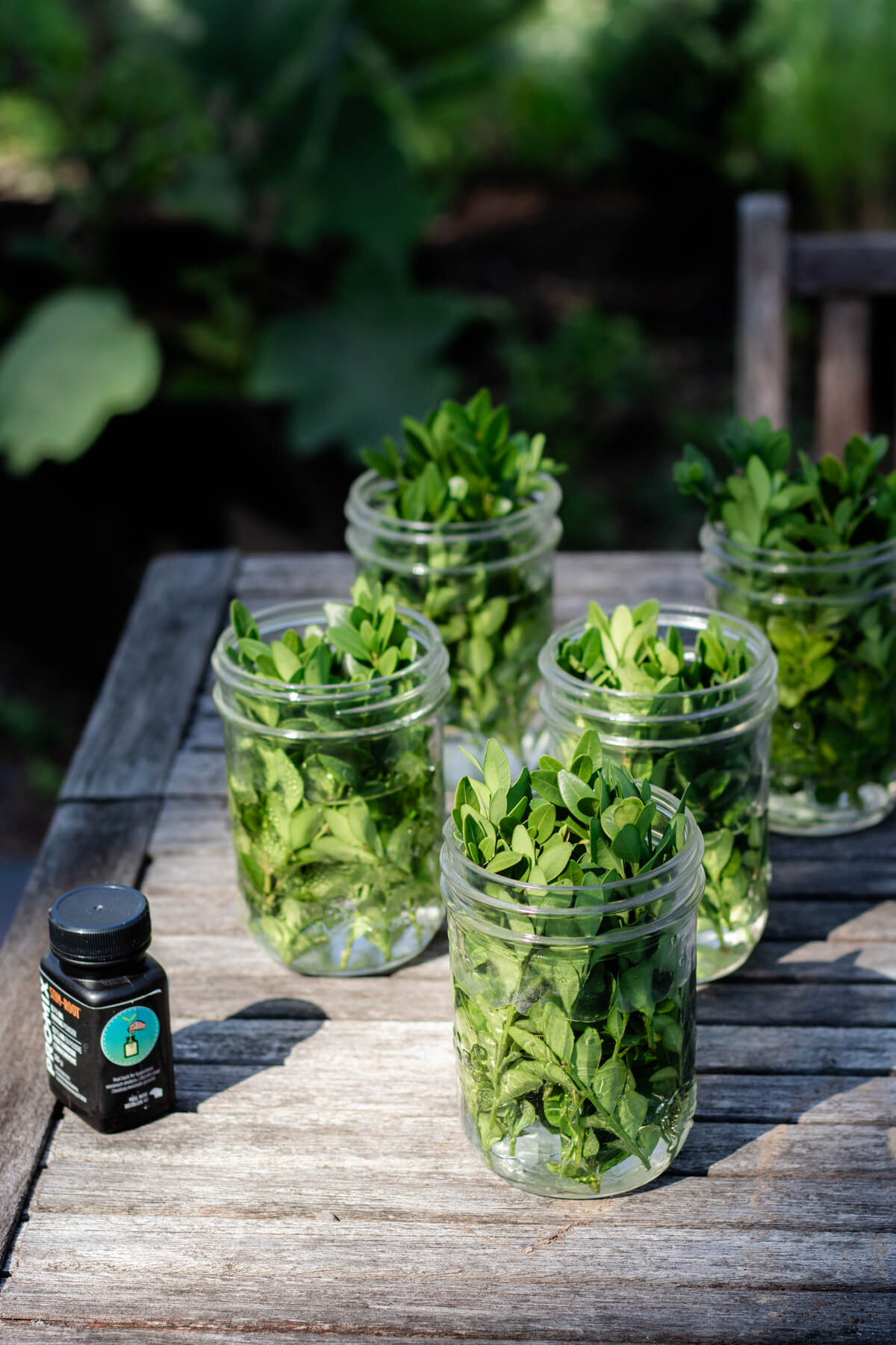 Propagating Boxwood from Cuttings | The Maker Makes