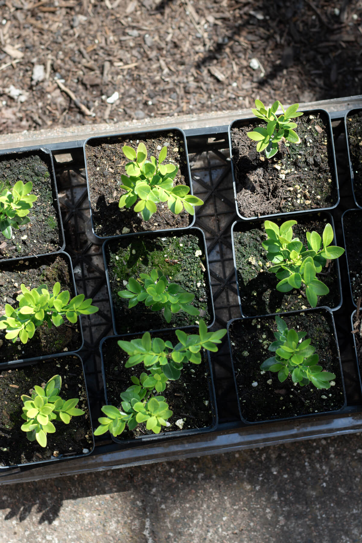 Propagating Boxwood from Cuttings | The Maker Makes