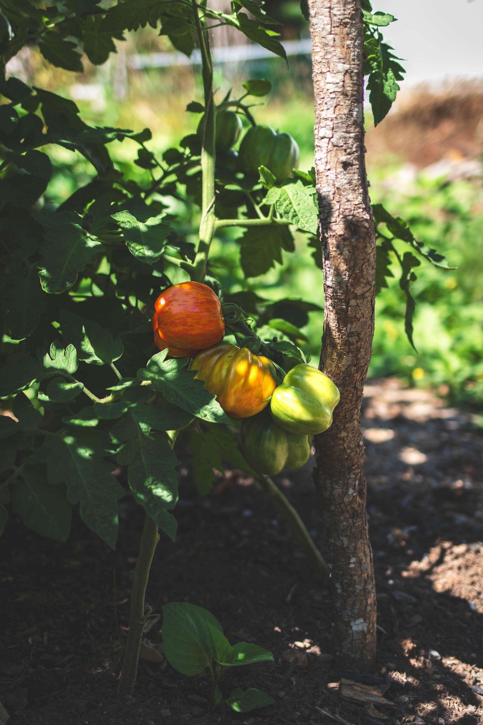 Beginners Guide to Choosing the Best Tomato Varieties for your Garden ...