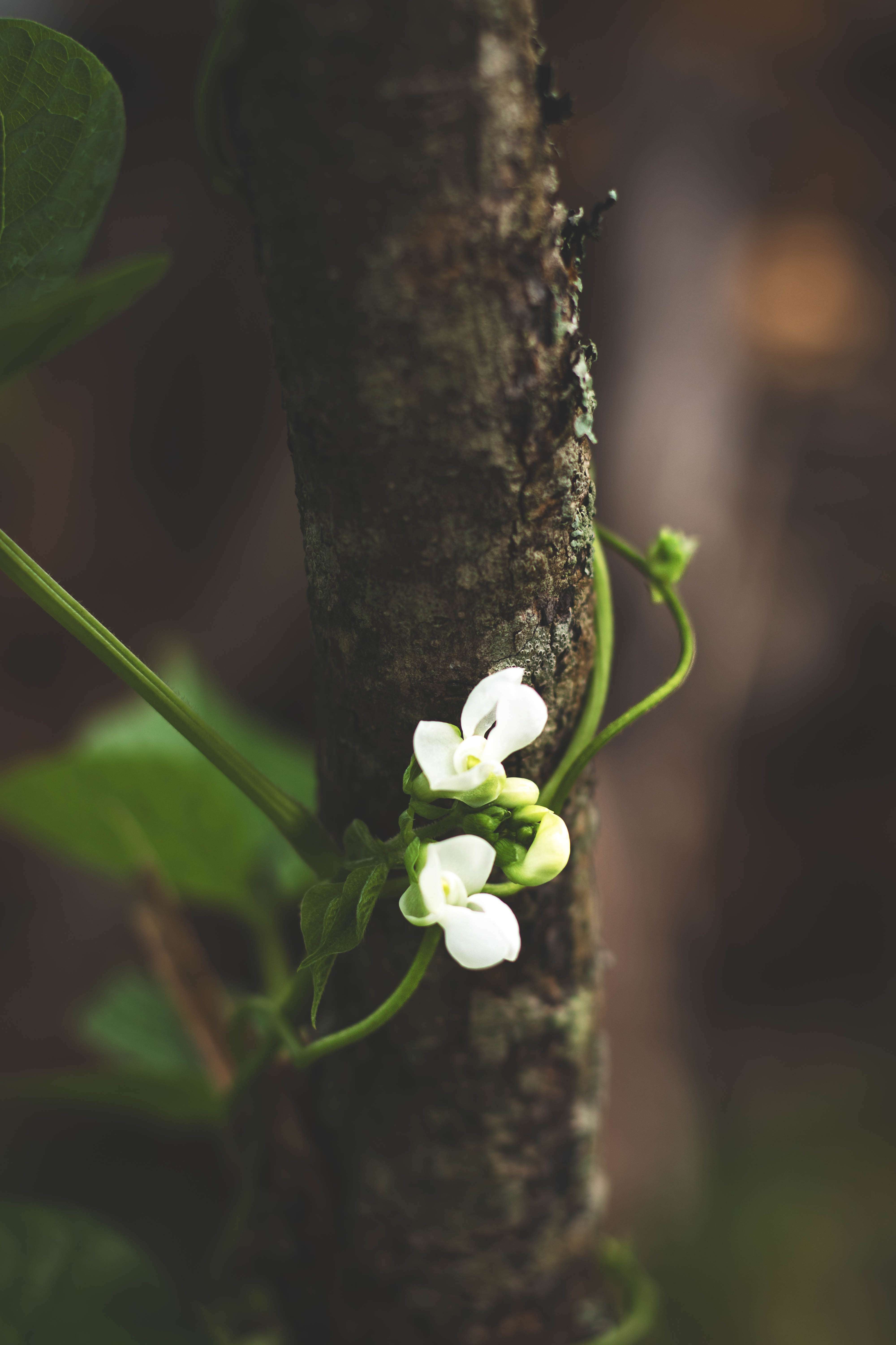 Best Vegetables for Vertical Gardening | The Maker Makes