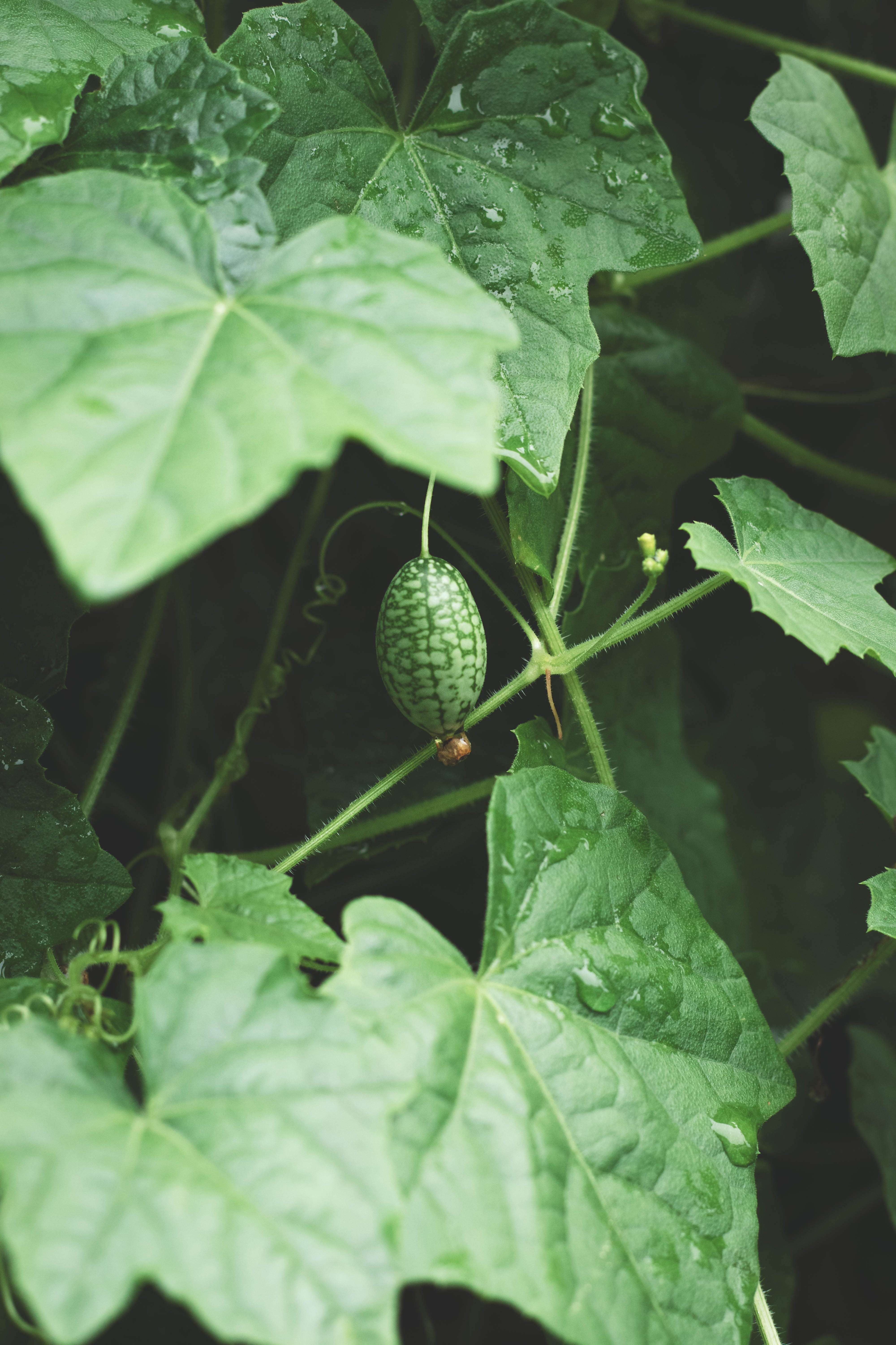 Best Vegetables for Vertical Gardening | The Maker Makes