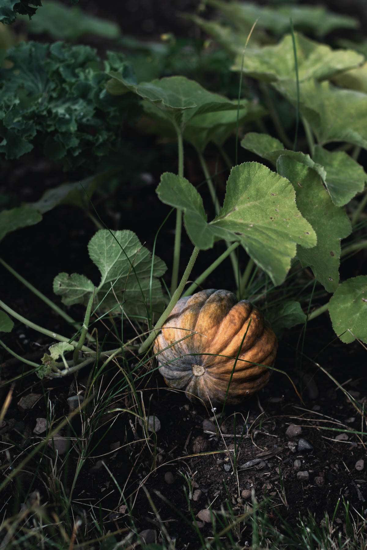 Best Vegetables for Vertical Gardening | The Maker Makes