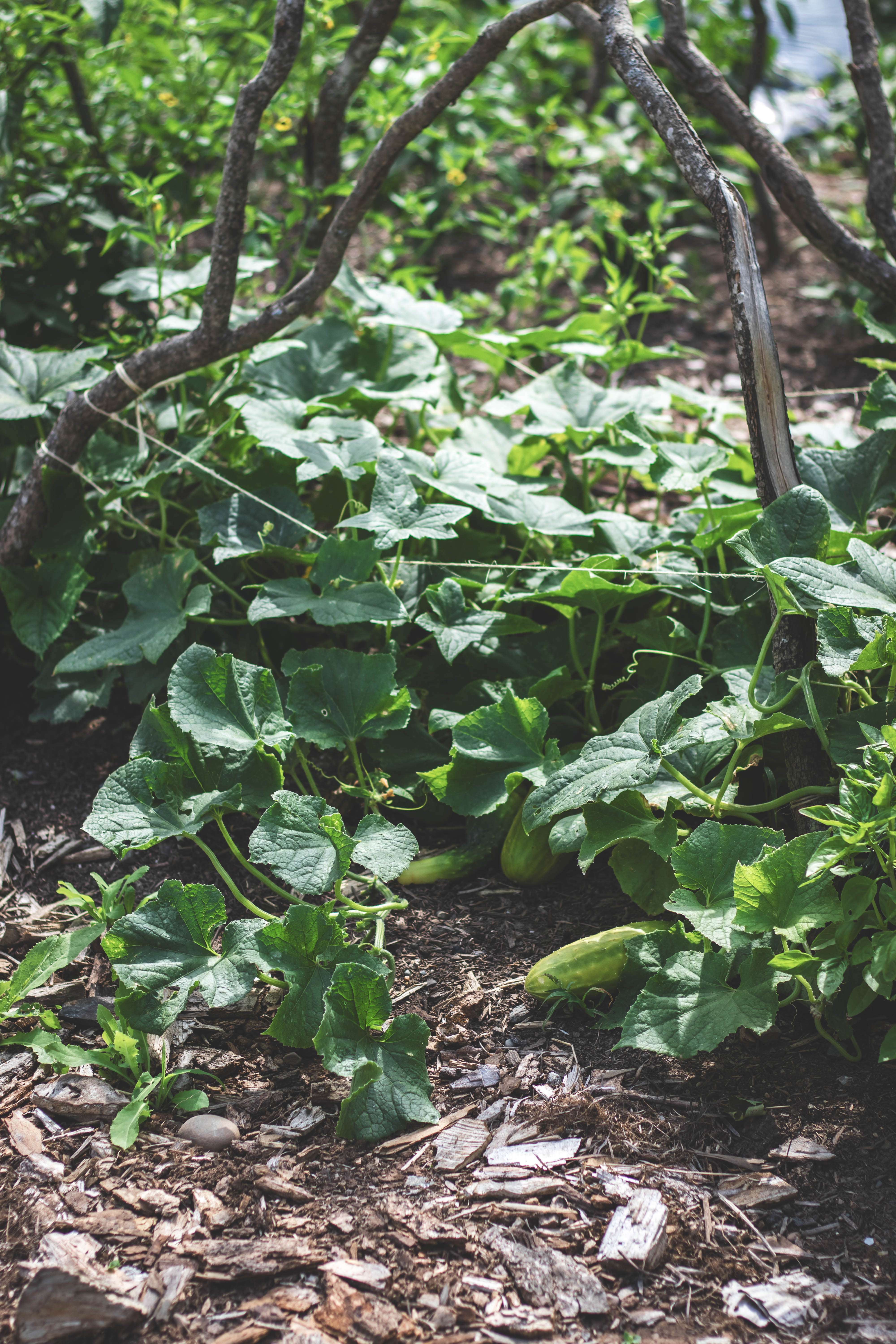 Best Vegetables for Vertical Gardening | The Maker Makes