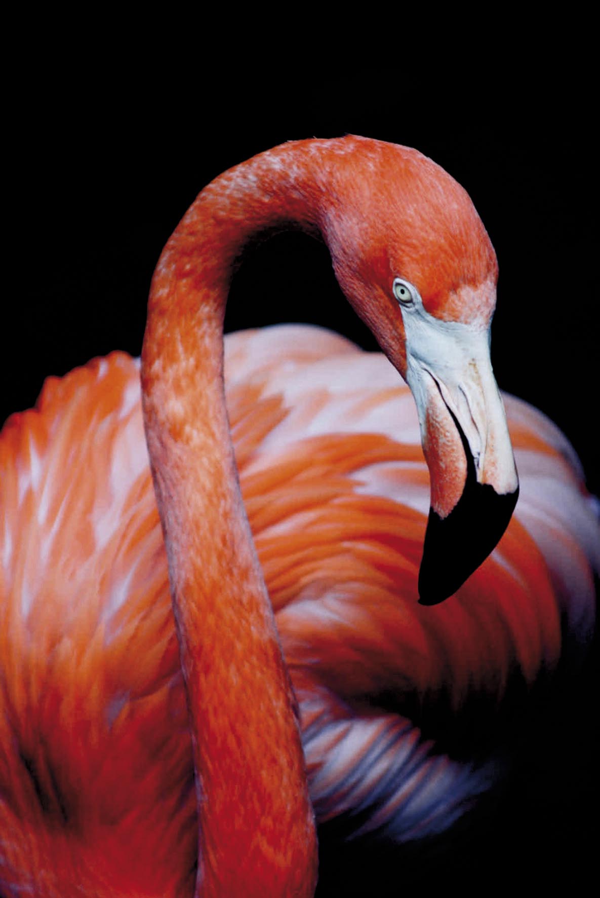 ARTITECT | Art Du Flamingo by