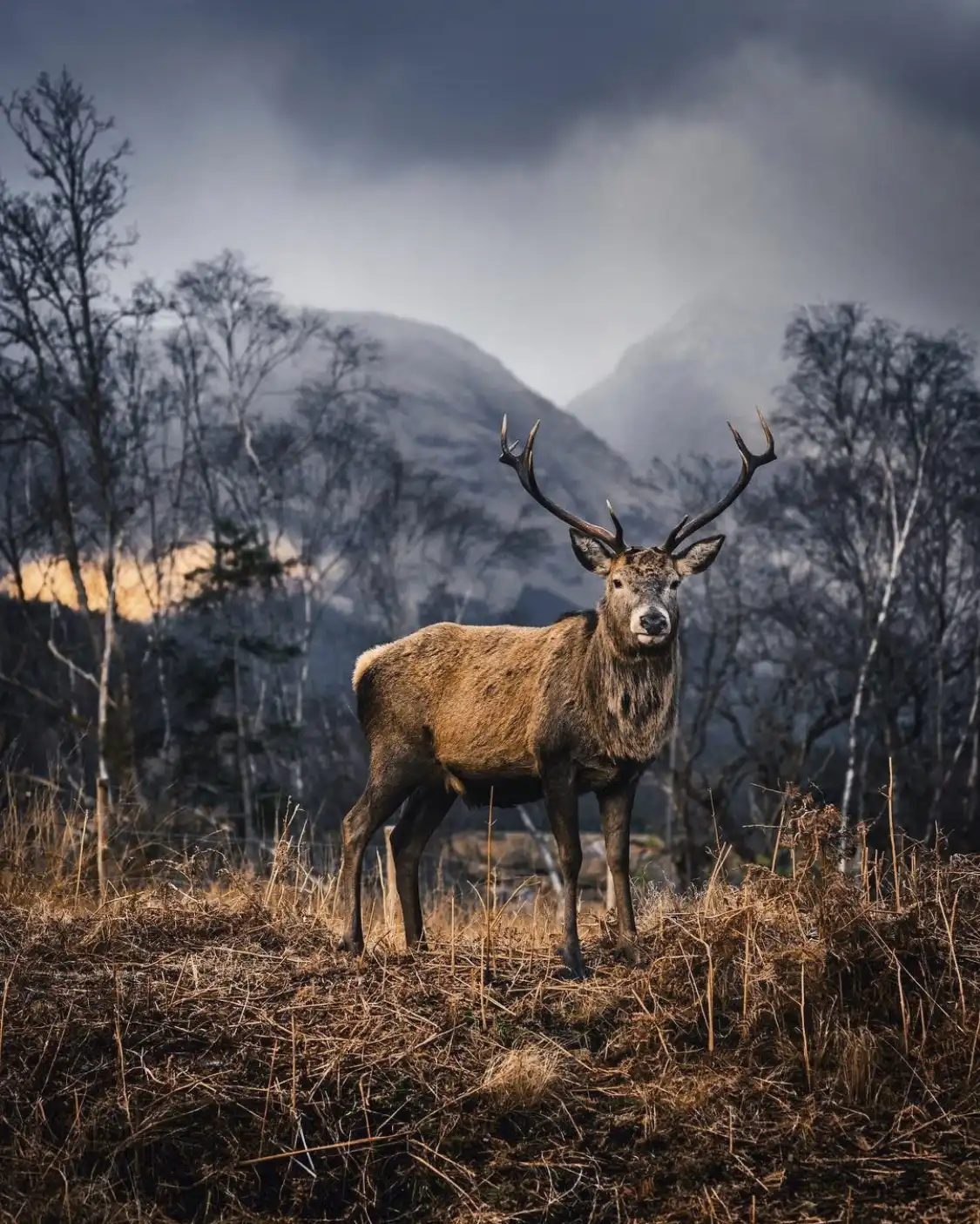 ARTITECT | Hello Deer by