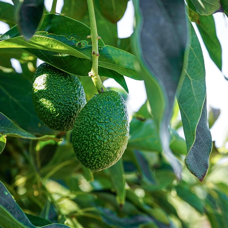 Apeel | Food Gone Good