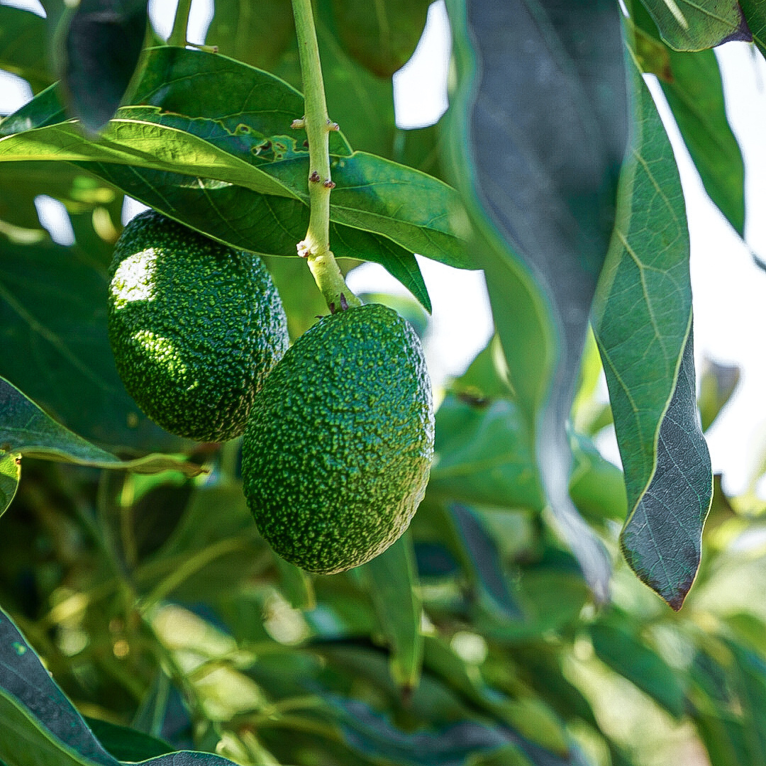 Apeel | Food Gone Good