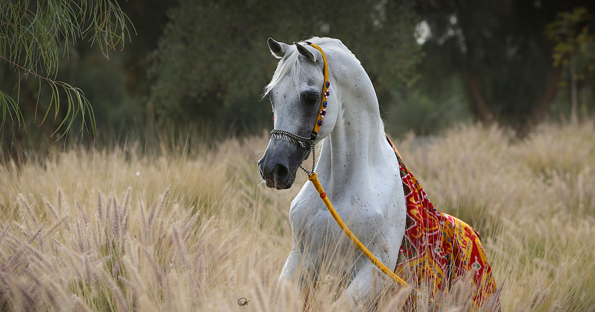 Ansata Hejazi - Ansata Halim Shah X Ansata Sudarra. Reference Horses