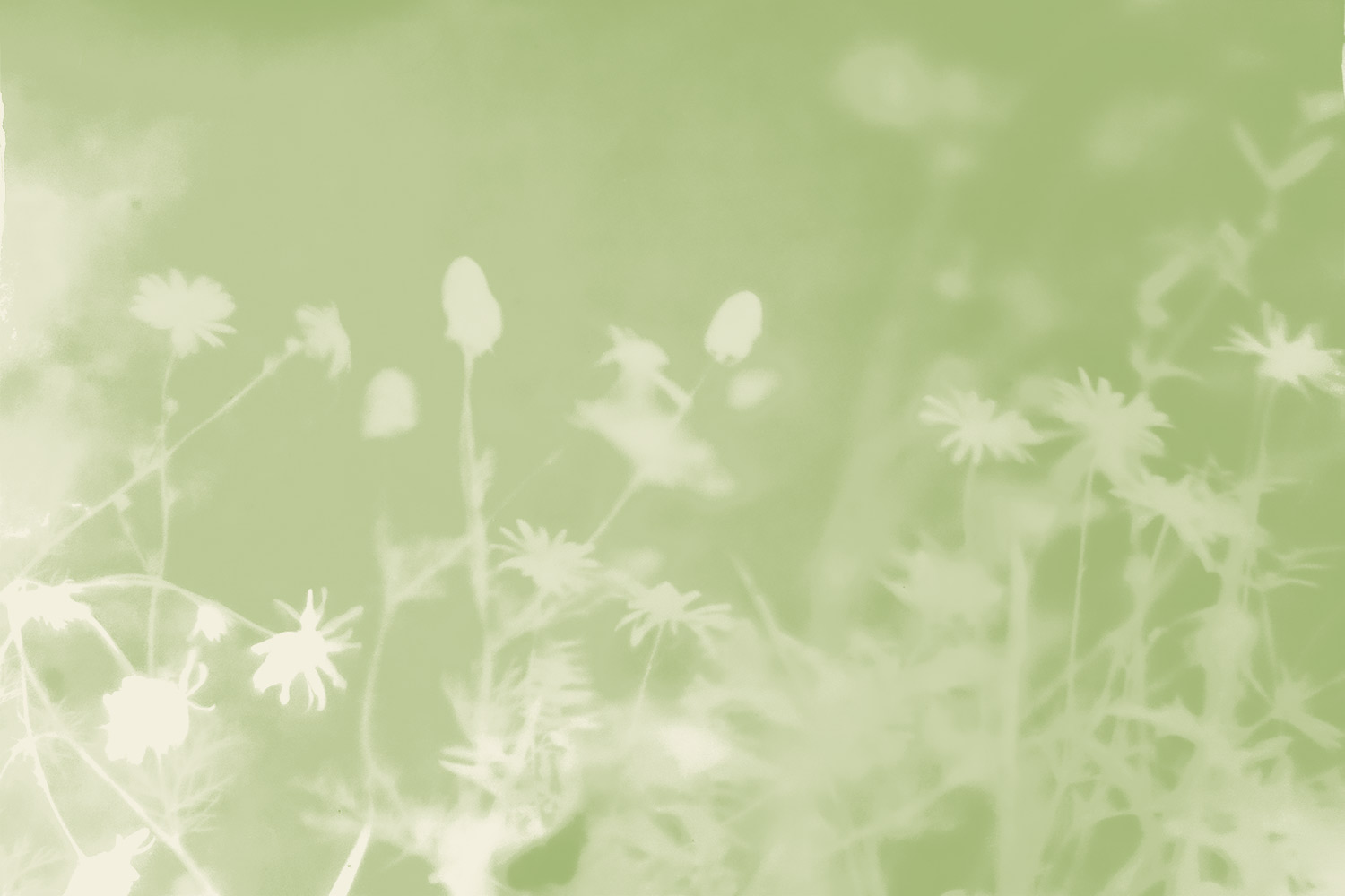 Betley Court Gardens | A family day out in Historic 18th century ...