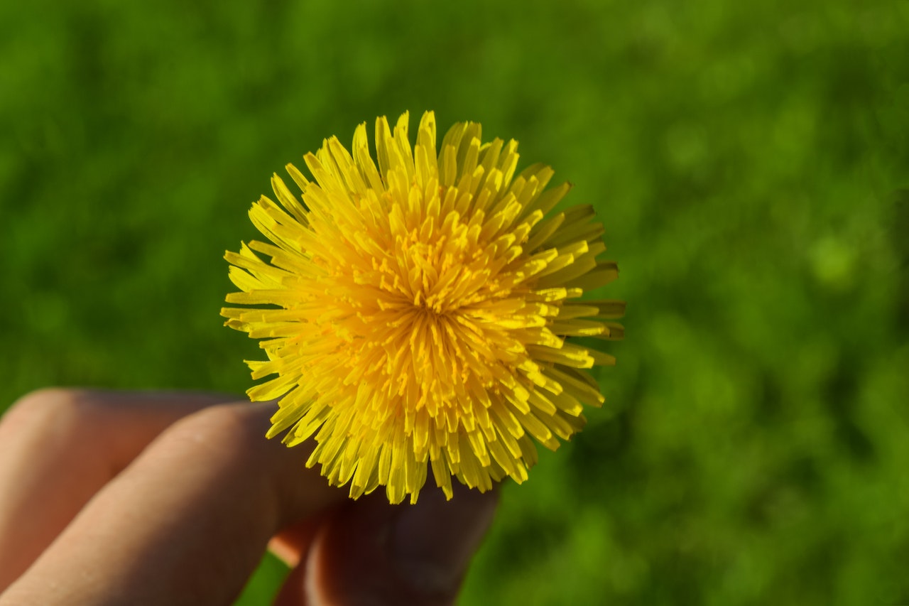Dandelion Leaf Vs. Root: What is the Difference and Which One Should ...